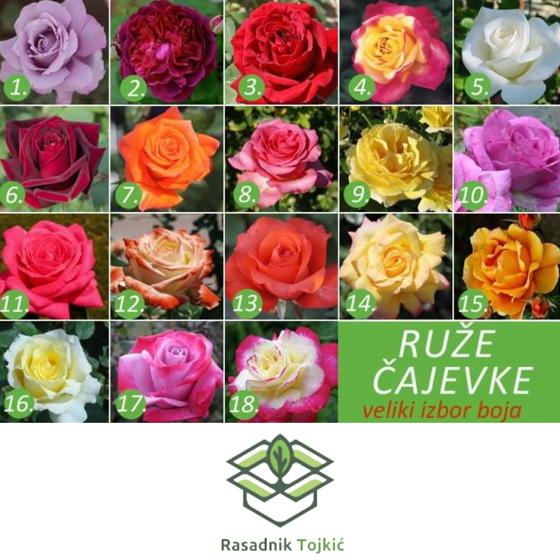 Ruže Čajevke – Prodaja Sadnica
